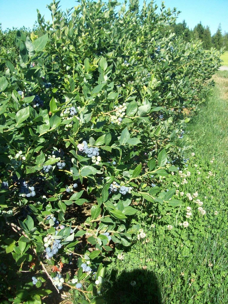 Coastal Black Blue Berry Bushes - Vancouver Island Farm Products